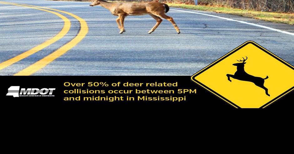 Safety Tips for Driving During Deer Season | News | deltanews.tv