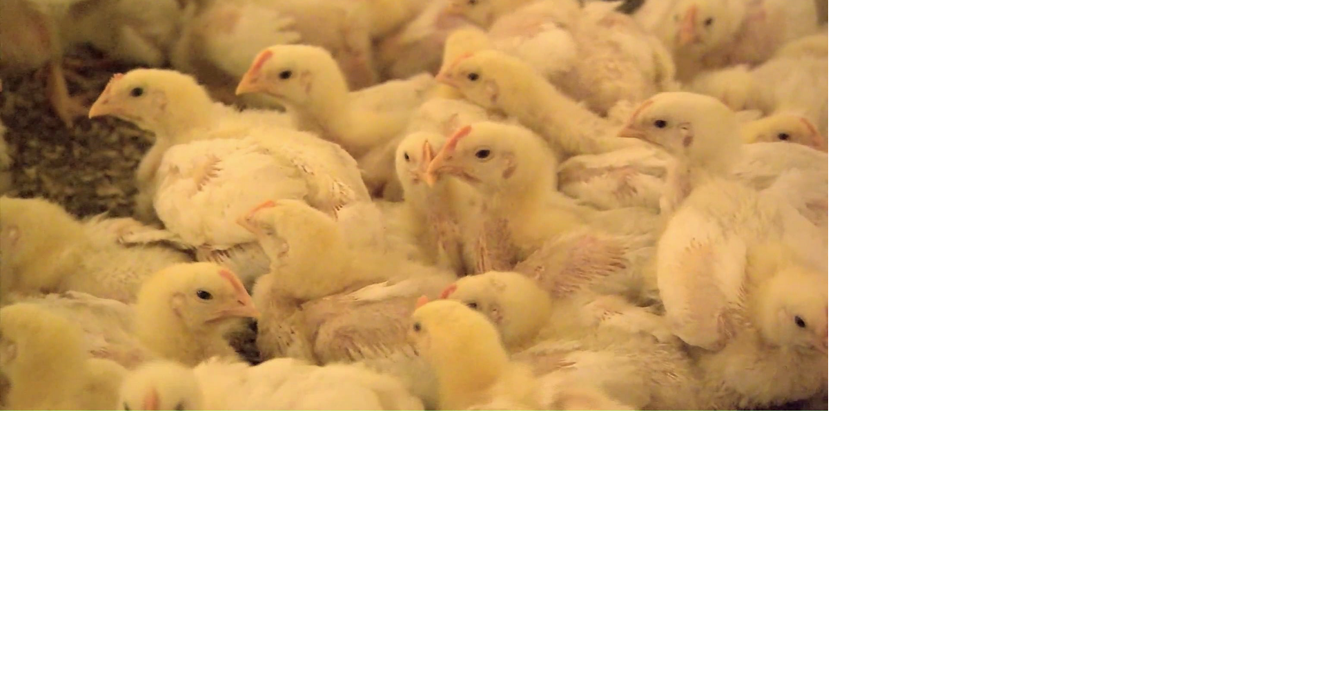 Bird Flu Update | Local News | deltanews.tv