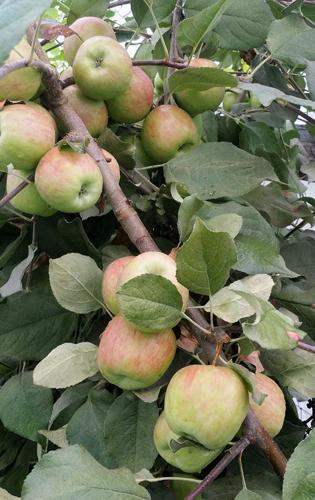 Apple Tree Grafting Classes a Sure Sign of Spring | Features ...