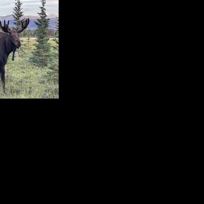 The man who knew moose like no other | Alaska Science Forum ...