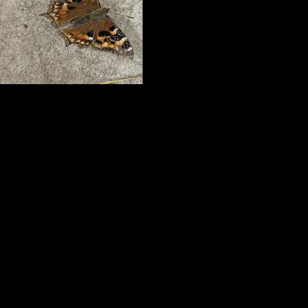 Butterflies in the middle of winter | Alaska Science Forum ...