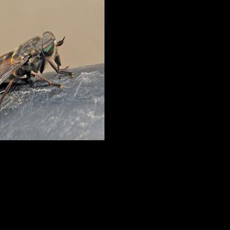 Moose flies flourish in high-summer Alaska | Alaska Science Forum ...