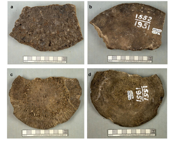 A whale of a mammoth tale | Alaska Science Forum | deltawindonline.com