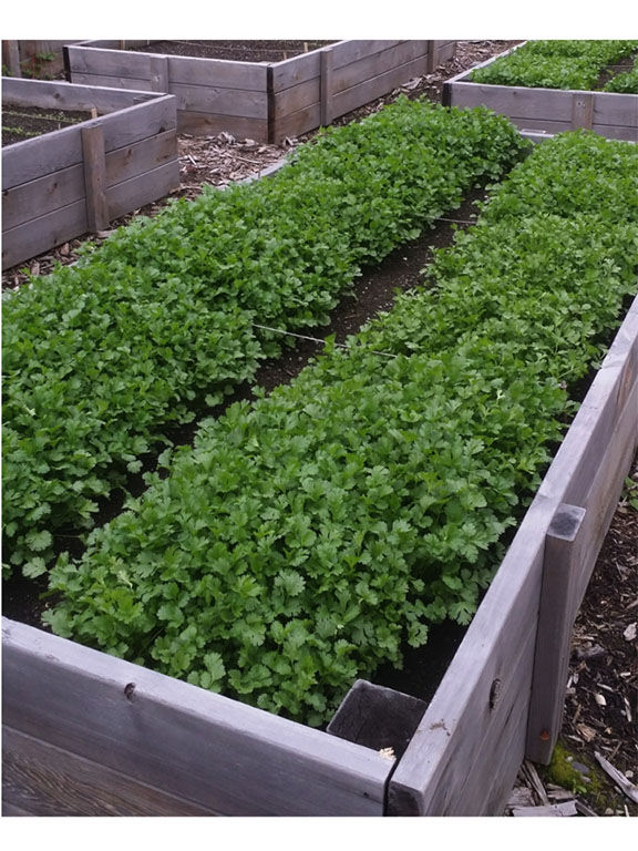 Cilantro: get your free seeds and plant now | Features ...