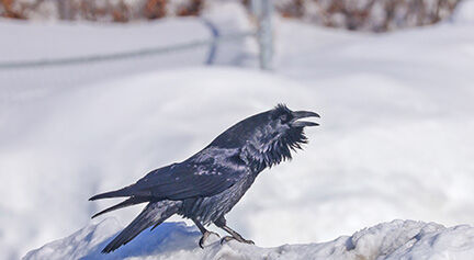 Making sense of raven talk | Alaska Science Forum | deltawindonline.com