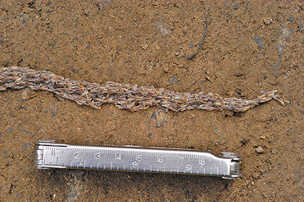 ‘Snakeworm’ mystery yields species new to science | Alaska Science ...