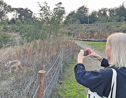 The coyotes of San Francisco | Alaska Science Forum | deltawindonline.com