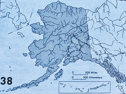 Feltleaf willows: Alaska’s most abundant tree | Alaska Science Forum ...