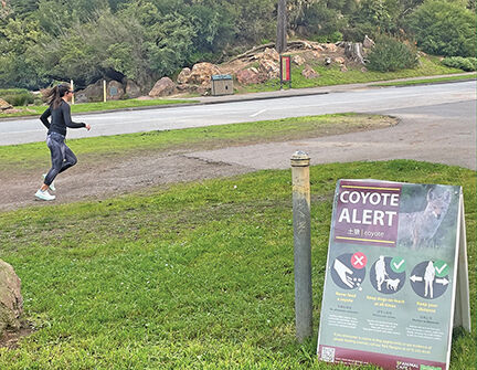 The coyotes of San Francisco | Alaska Science Forum | deltawindonline.com