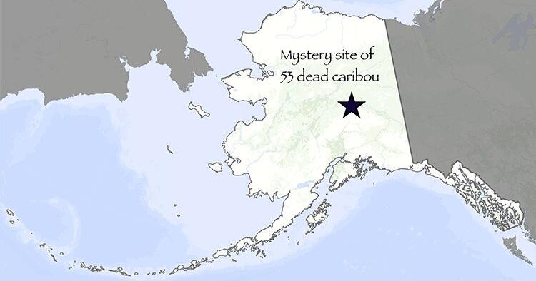 Mystery of the dead caribou | Alaska Science Forum | deltawindonline.com