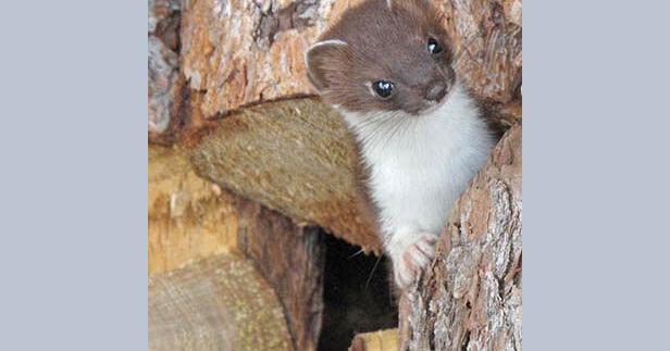 Weasels are cute, natural born killers | Alaska Science Forum ...