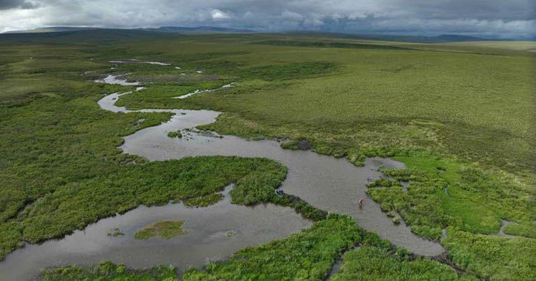 UAF study links beaver expansion to faster Arctic thaw | Outdoors ...