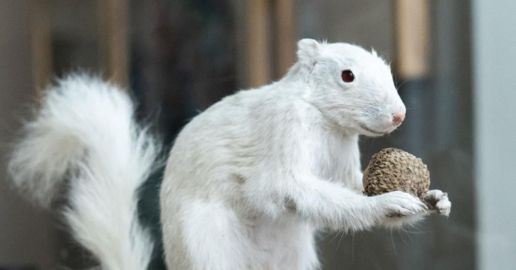 white squirrel names