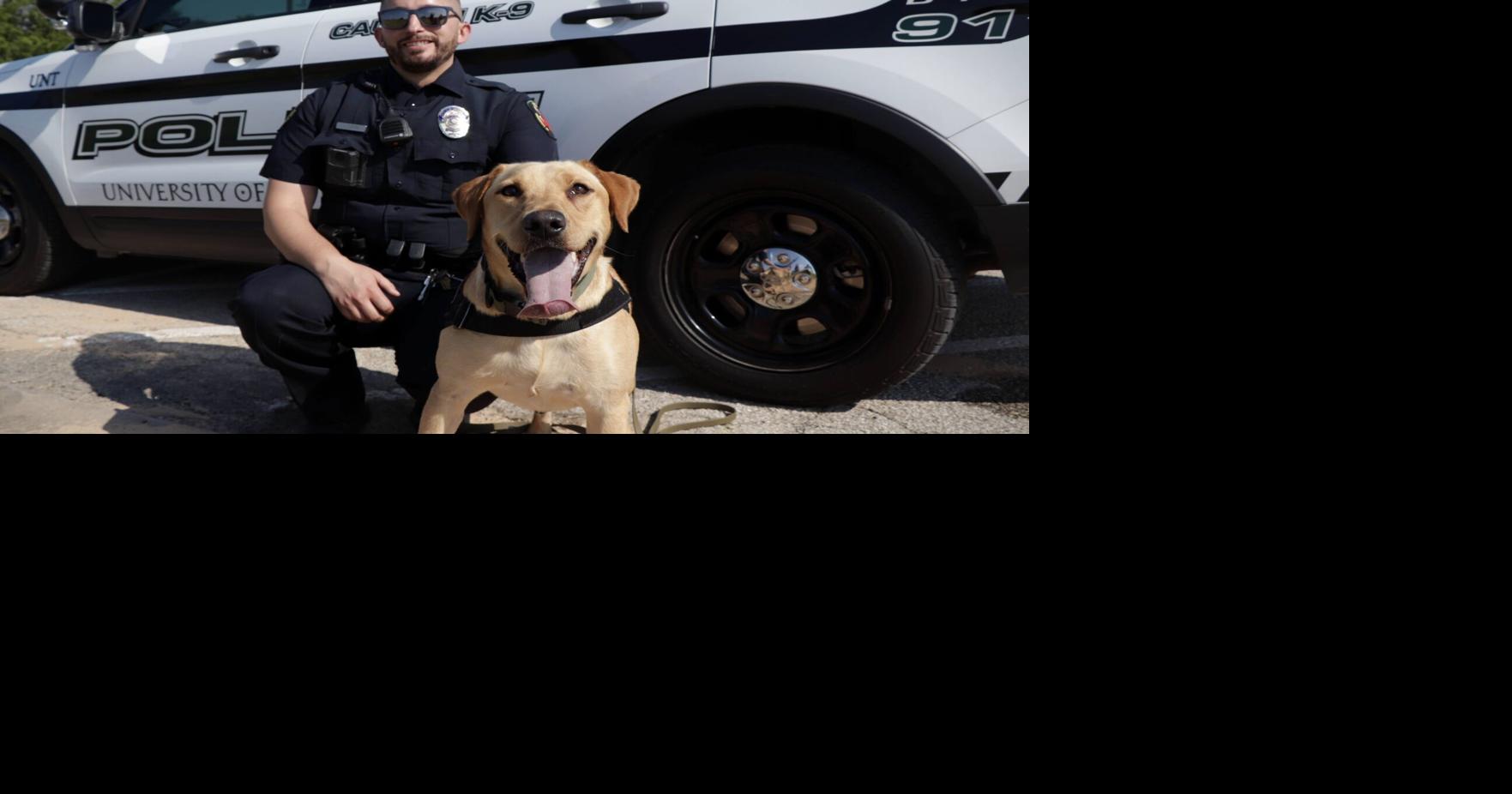 Meet K-9 Watson, the new nose of the University of North Texas Police ...