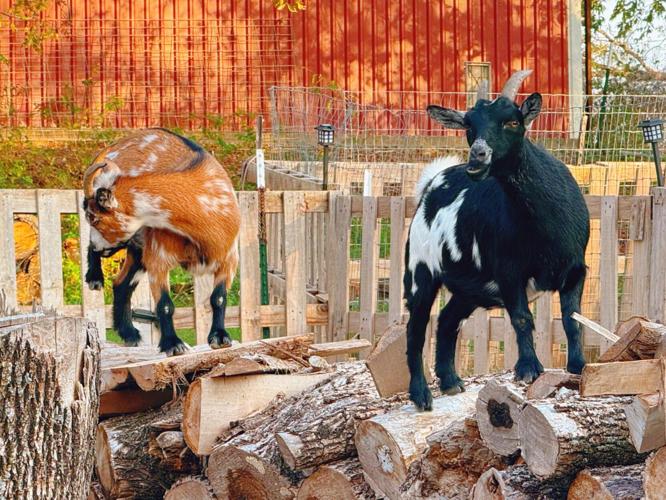 This Sanger ranch became a sanctuary for rescued animals — and a place ...