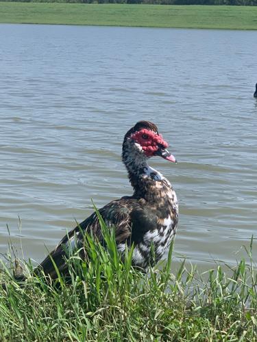 Missing Vincent: Denton wildlife rehabber fears for ducks at North ...