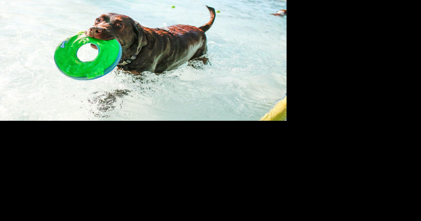 Denton pups make a splash at dogs-only pool party | Denton | dentonrc.com