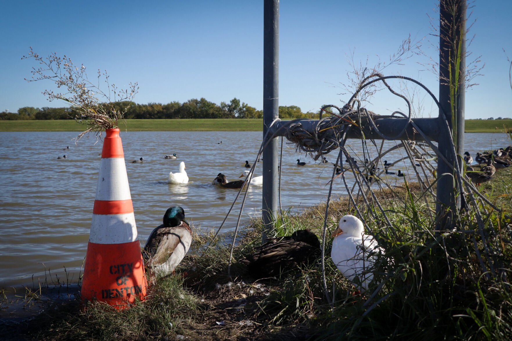Missing Vincent: Denton wildlife rehabber fears for ducks at North ...