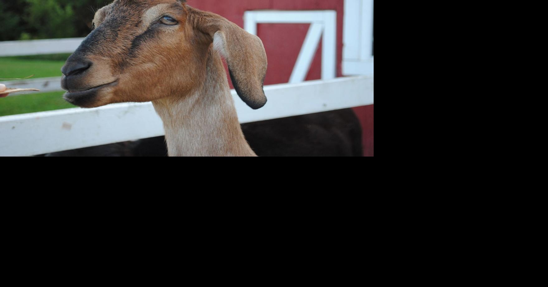 Pet Talk: Uroliths, stones that form in the urinary tract of small and ...