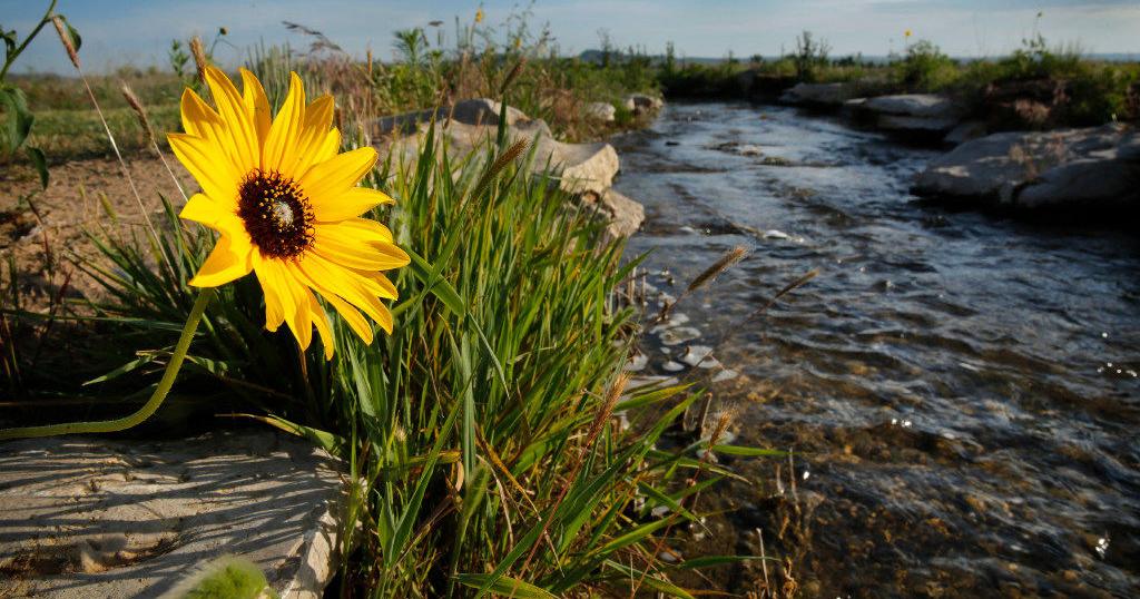 Ray Sasser: Bill would redirect $1.3 billion to wildlife conservation ...