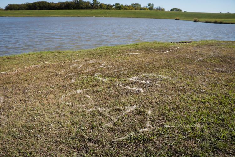 Missing Vincent: Denton wildlife rehabber fears for ducks at North ...