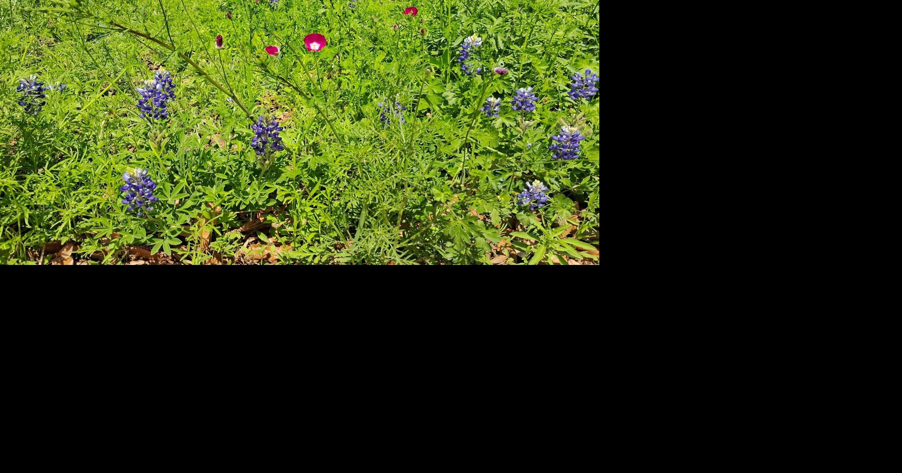 What to do for Texas Wildflower Day? Celebrate at TWU’s free two-day ...