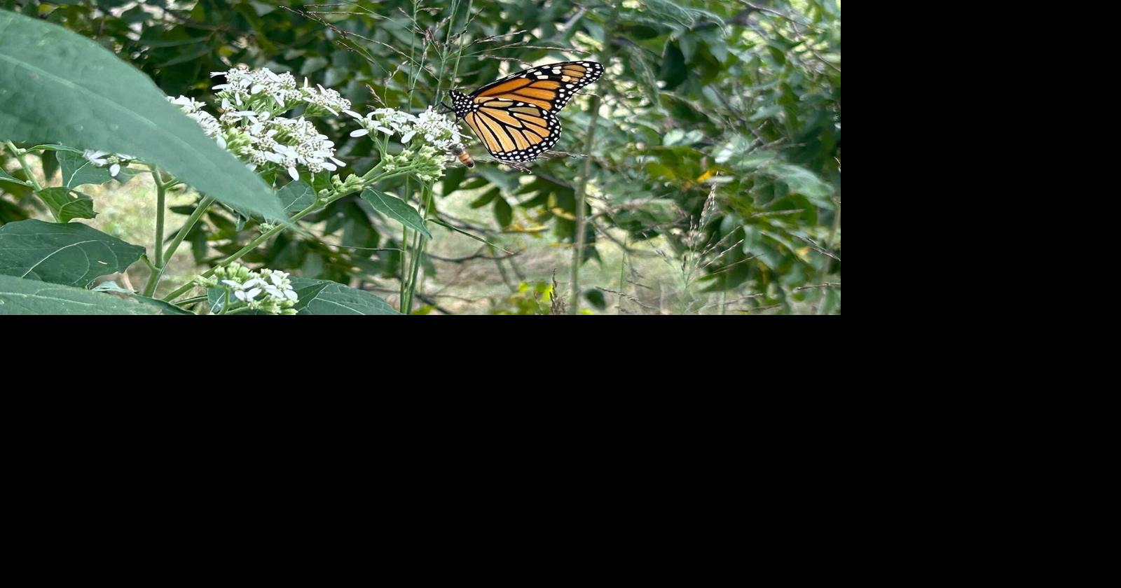 Monarch butterflies are migrating through Texas in smaller numbers and ...