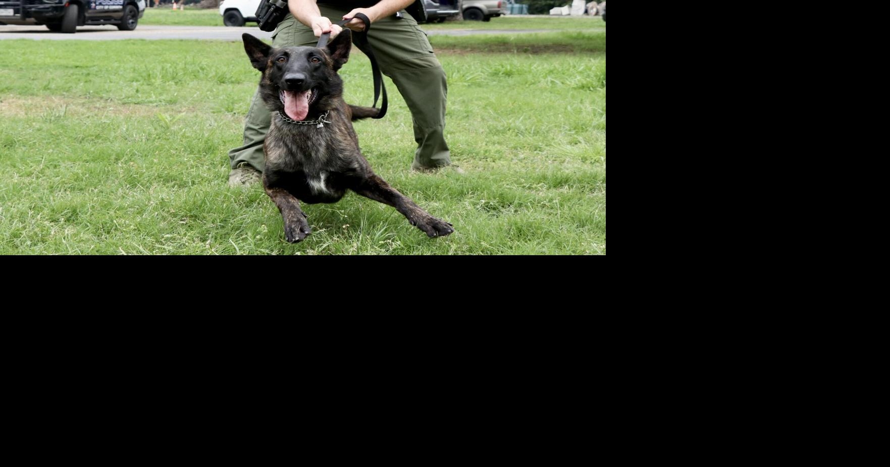 Corinth PD’s new K-9 Duma arrives from South Africa ready to sniff out ...