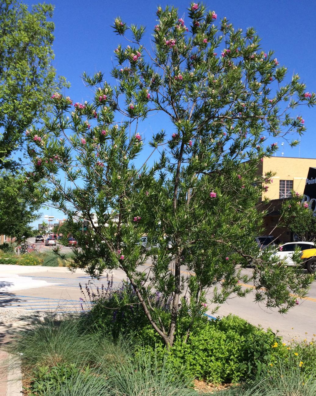 Native Roots: Desert willow is good choice to add to your landscape ...