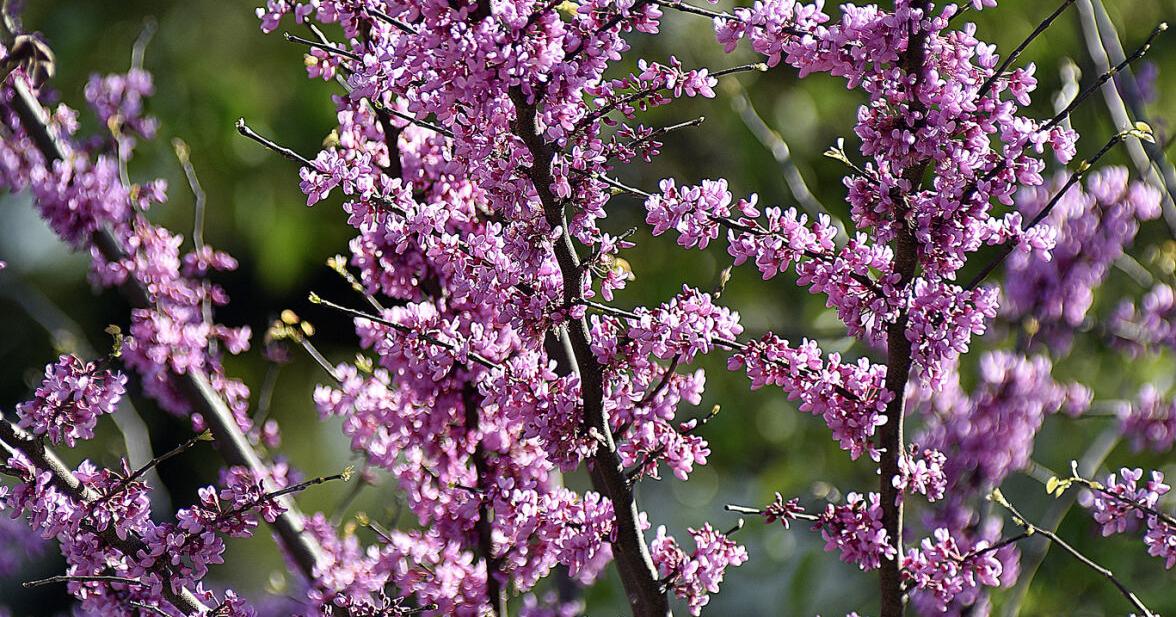 The Redbud Festival’s historic ties to TWU and early start as an ...