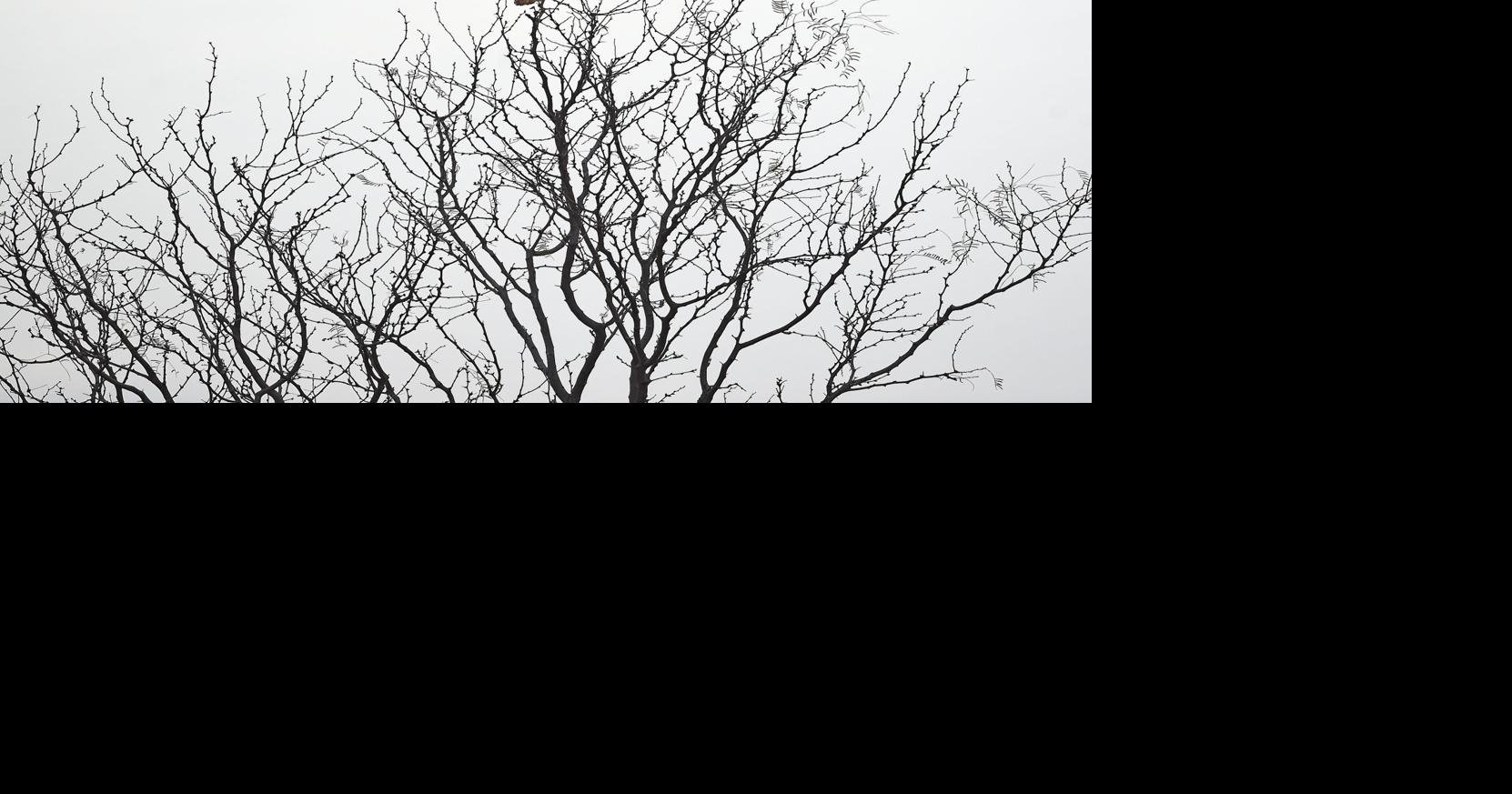 The friendly hawk | Images | dentonrc.com