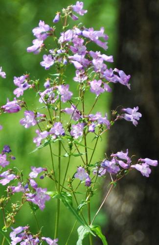 Native Roots: Gulf Coast penstemon, a spring flowering perennial with ...