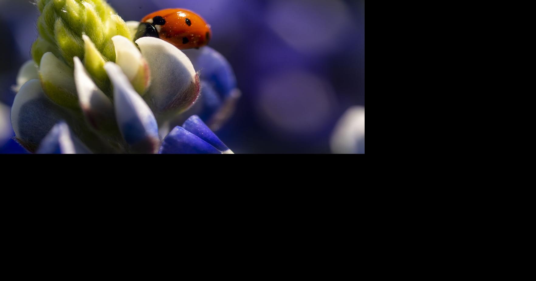 Ladybug 101: Identifying them and keeping them in your garden (and out ...