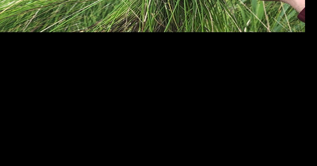 Zach Davis: 'Wiregrass' causes problems in hay fields | Agrilife ...