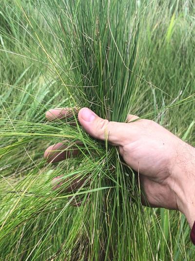 Zach Davis: 'Wiregrass' causes problems in hay fields | Agrilife ...