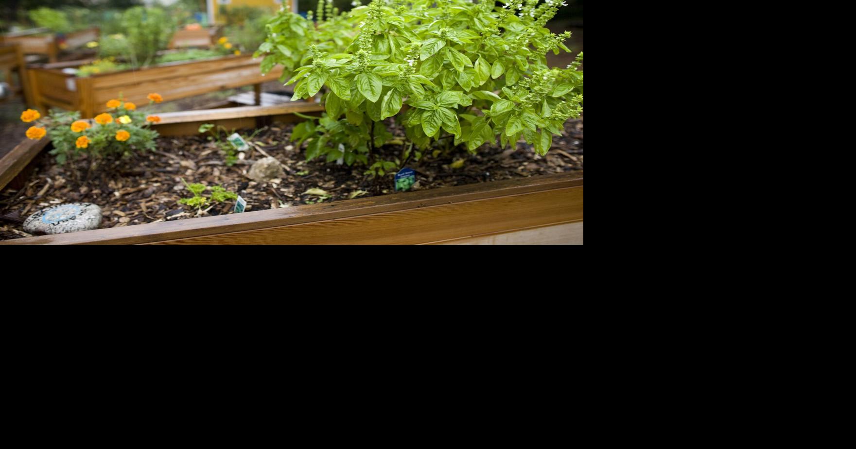 Growing basil in North Texas? Local master gardener shares tips ...