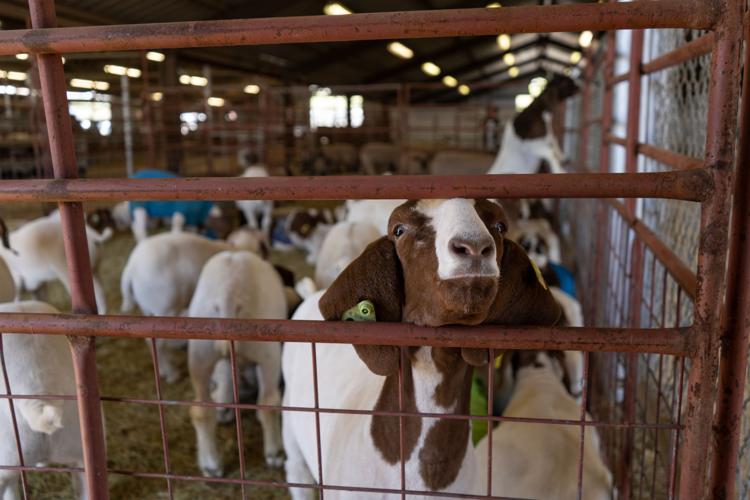 Denton County Youth Fair | Images | dentonrc.com