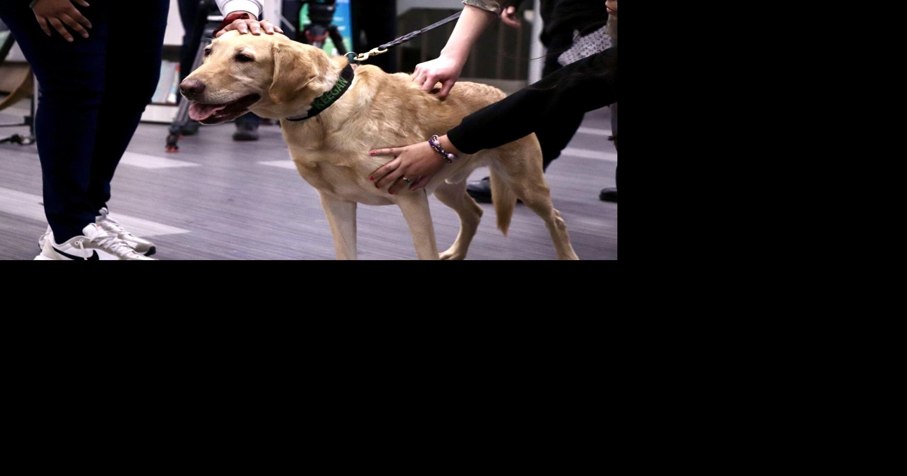 Keegan, UNT's bomb-sniffing K-9, heading to lap of luxury after six ...