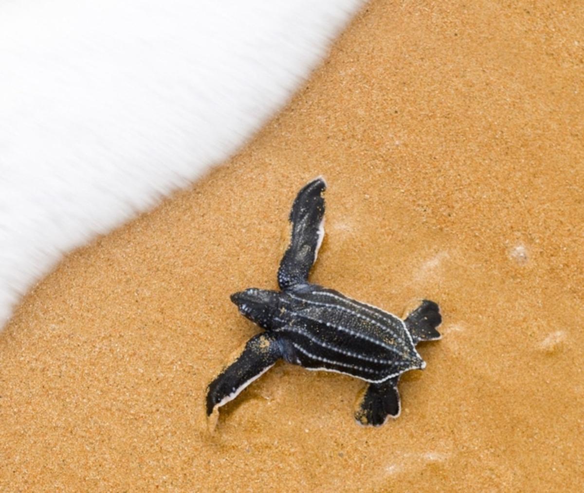 Bartonville teen aids in leatherback sea turtle conservation effort ...