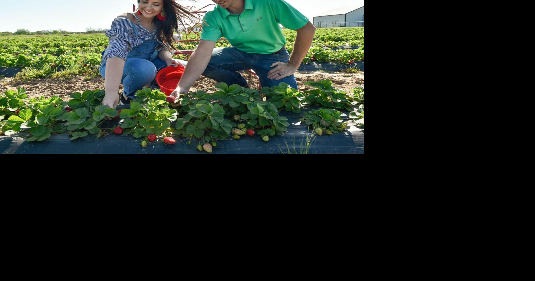 Pilot Point strawberry farm sets Monday, April 12, for opening day ...