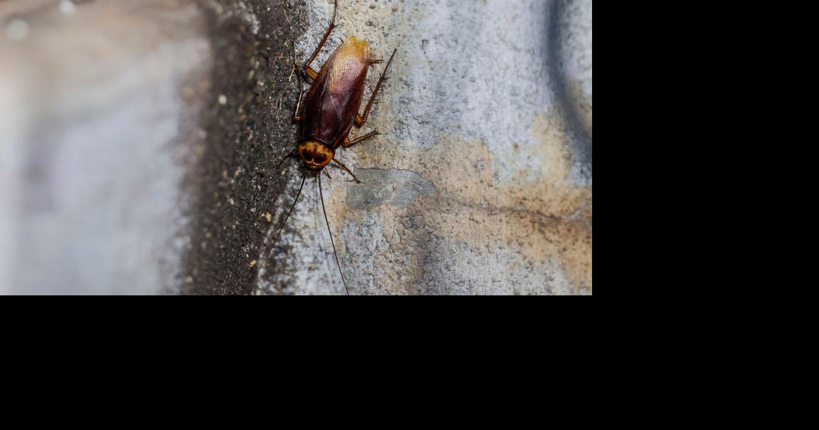 It’s cockroach season in Texas. Here’s how to handle a roach ...
