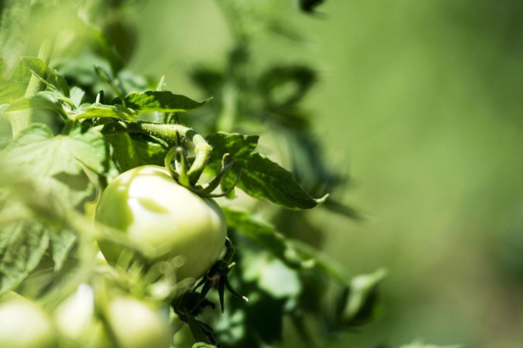 Will trimming a tomato plant’s suckers lead to a better harvest? A ...