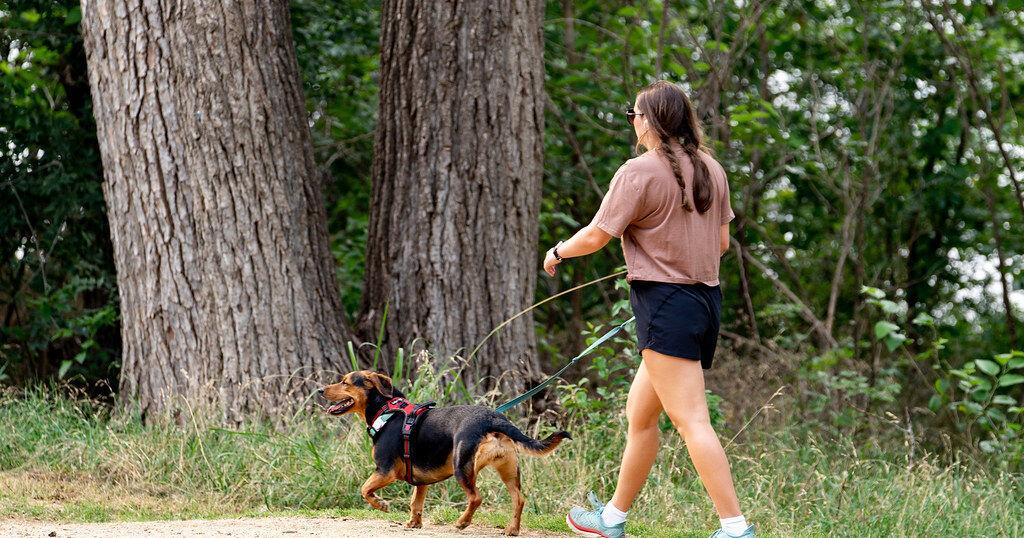 Advice from a vet on the mysterious dog respiratory illness that’s ...