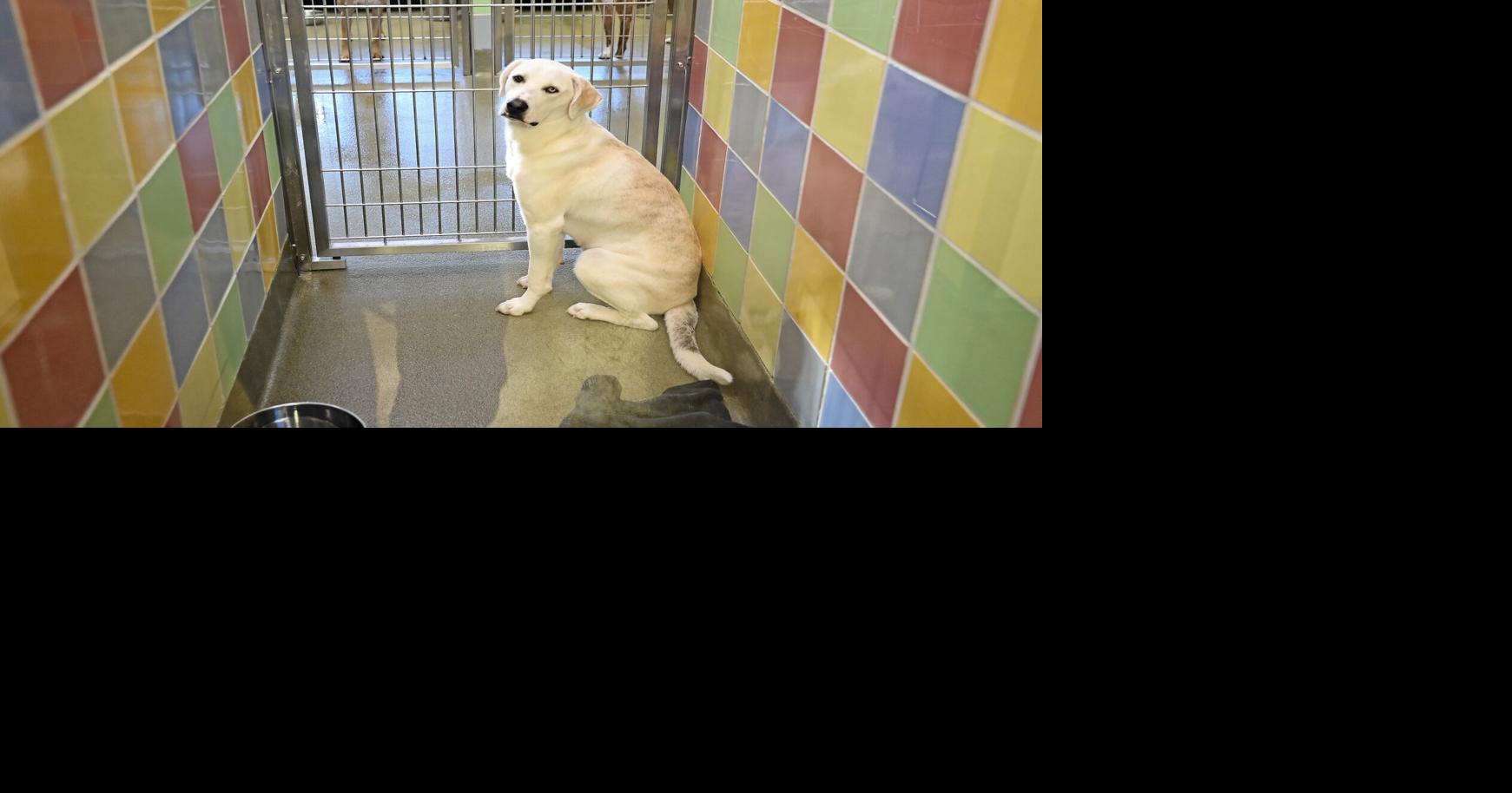 Denton animal shelter sees ‘significant improvements’ eight months ...