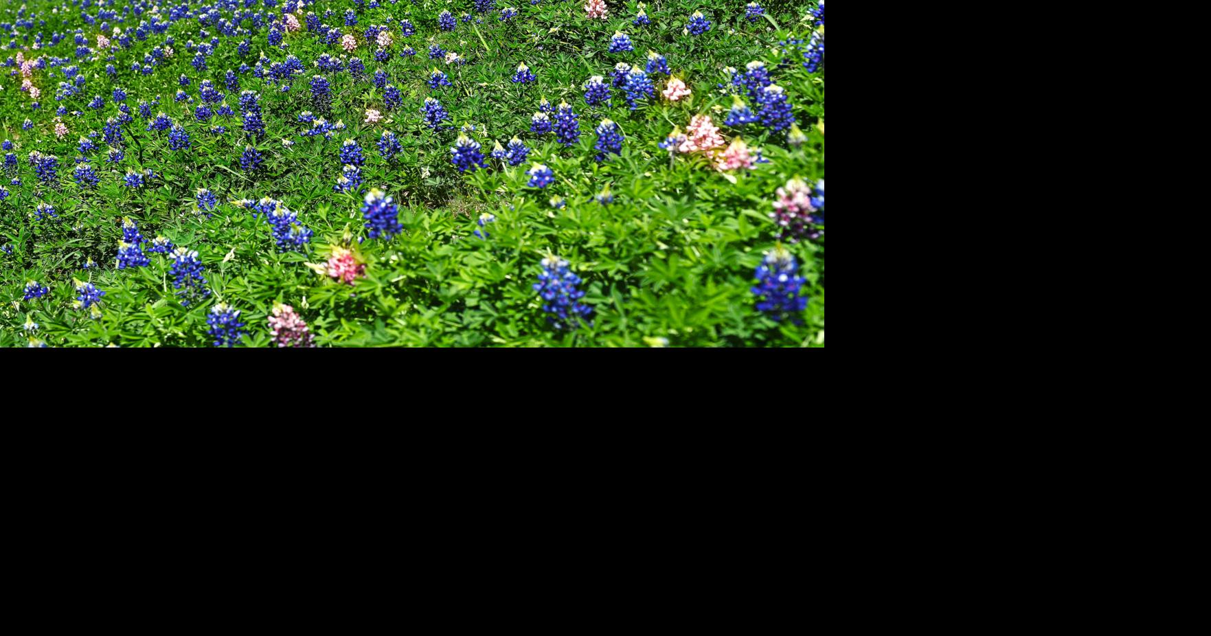 Texas bluebonnet season is back. And no, it’s not illegal to pick them ...