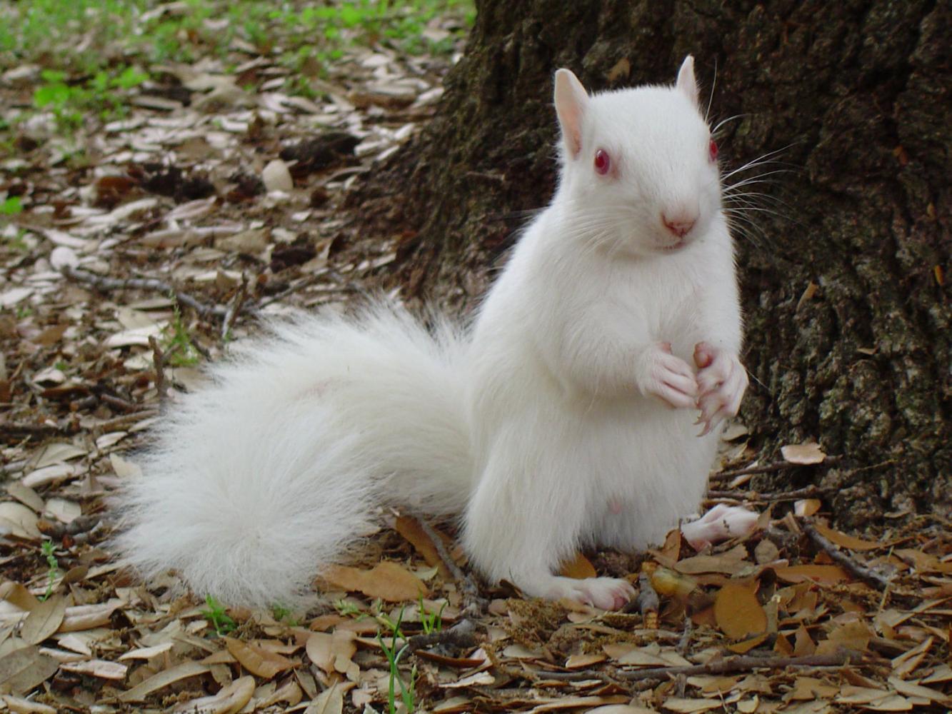 The many tails of UNT's Lucky the Squirrel | University of North Texas ...