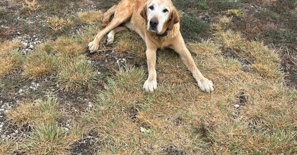 Sadness and anger erupt after family’s missing dog is euthanized at ...