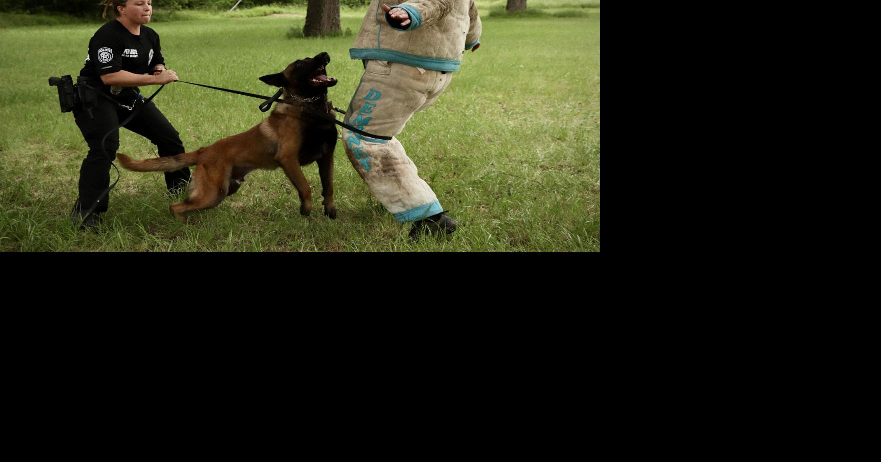 Behind the scenes: K-9 bite training at the Next Level K-9 workshop ...