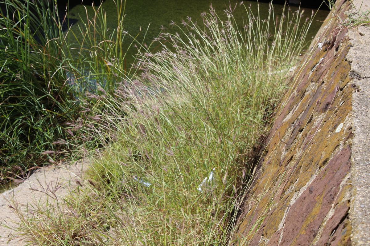King Ranch Bluestem, invasive grass, abundant in Denton County | Life ...