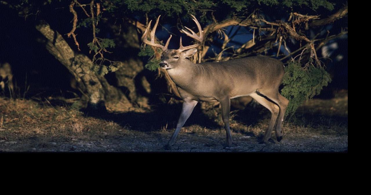Ray Sasser:Tips for a good deer season | Sports | dentonrc.com